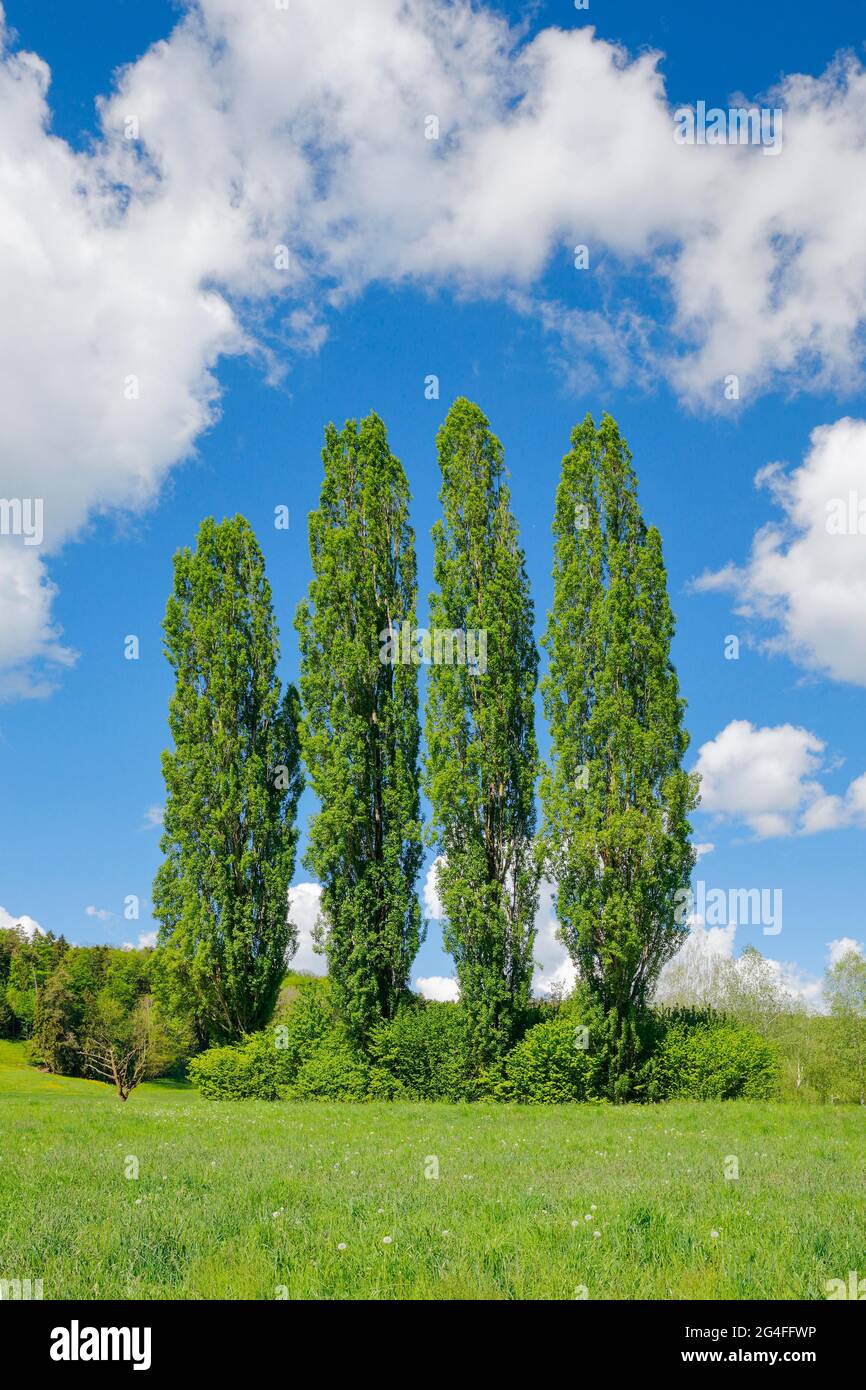 Four large poplars in green meadow under cloudy sky in sunshine Stock ...