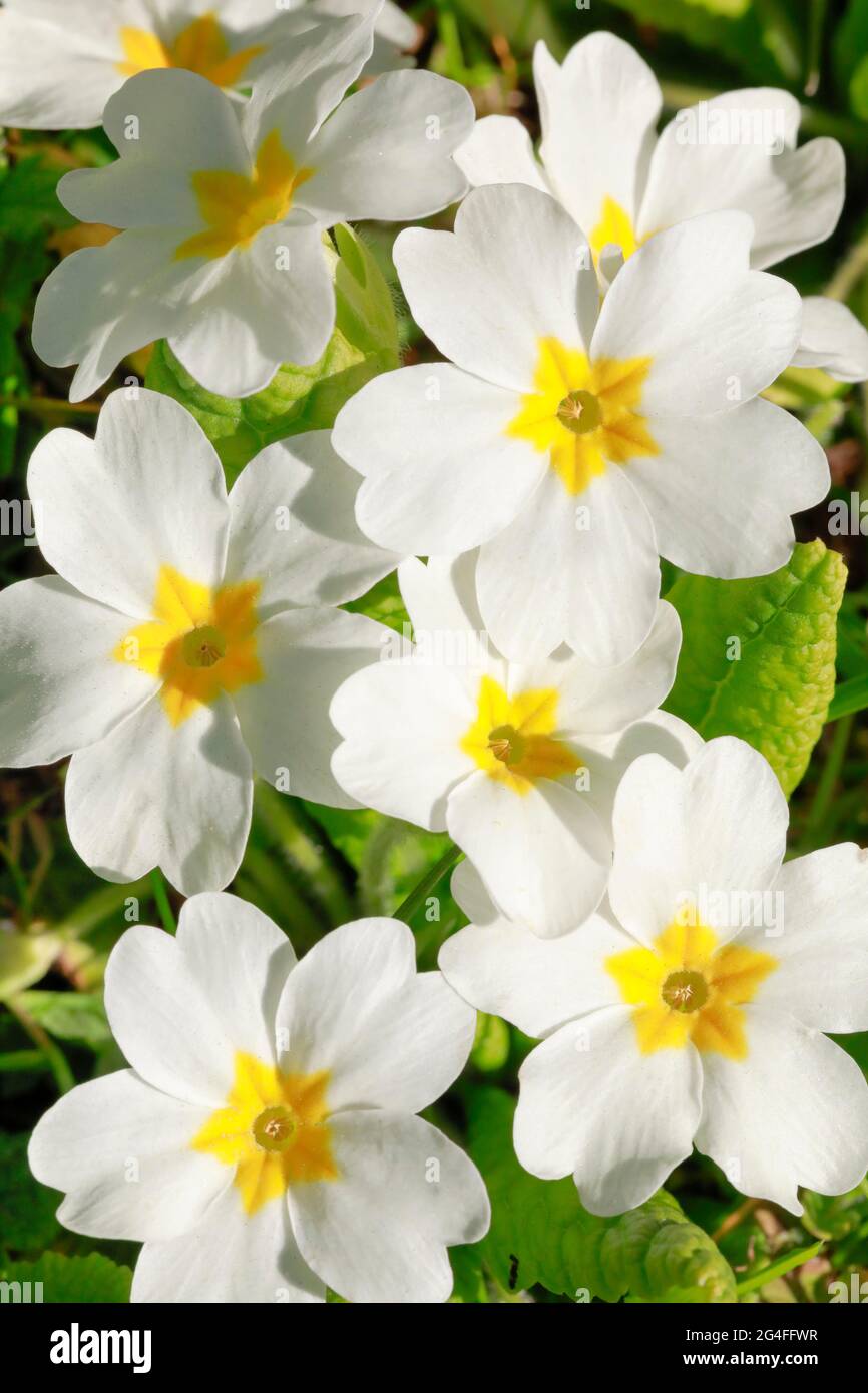 Botany spring awakening hi-res stock photography and images - Alamy