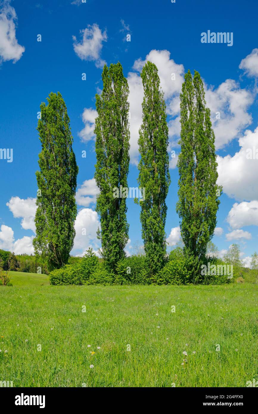 Four large poplars in green meadow under cloudy sky in sunshine Stock ...
