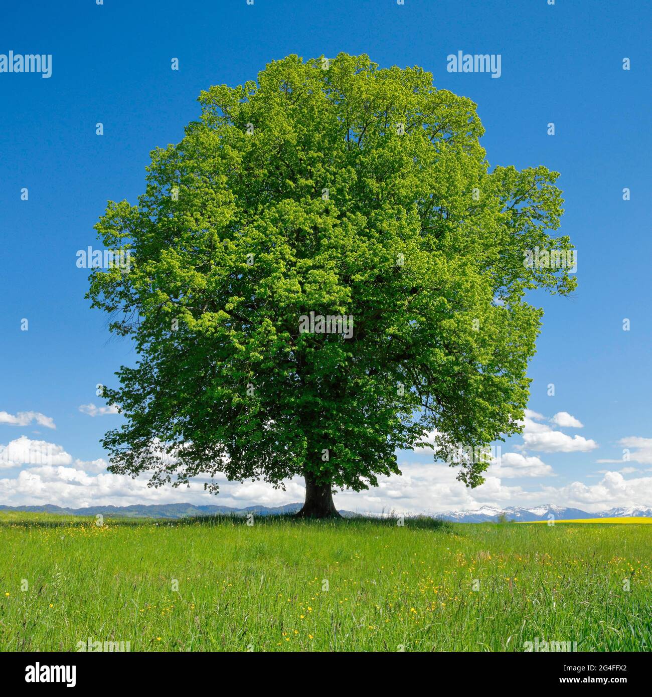 Solitary small tree hi-res stock photography and images - Alamy