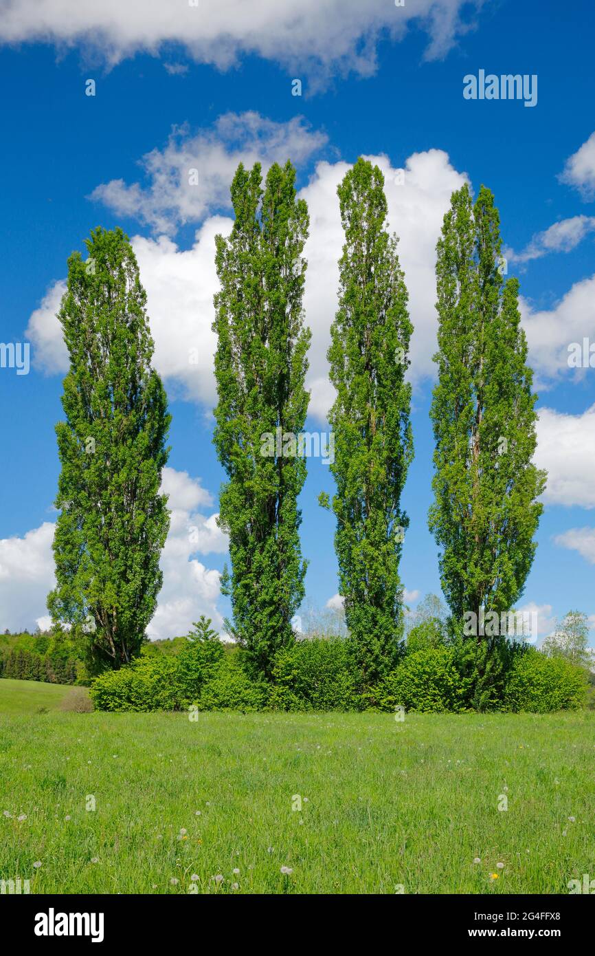 Four large poplars in green meadow under cloudy sky in sunshine Stock ...