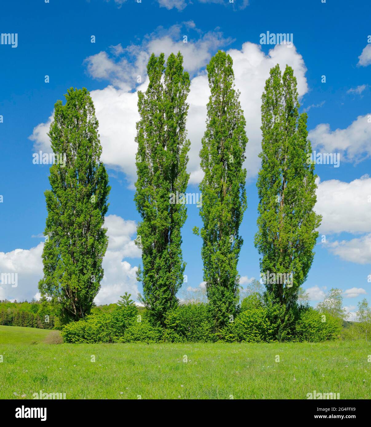 True lombardy popla hi-res stock photography and images - Alamy