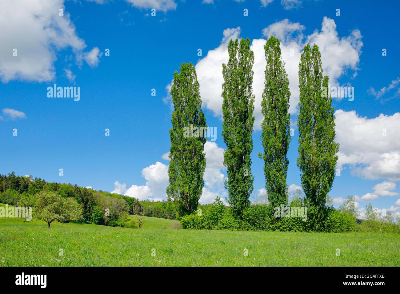 Four large poplars in green meadow under cloudy sky in sunshine Stock ...