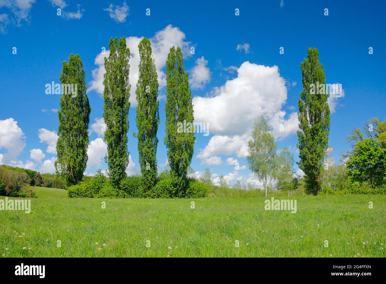 Five large poplars in green meadow under cloudy sky in sunshine Stock ...