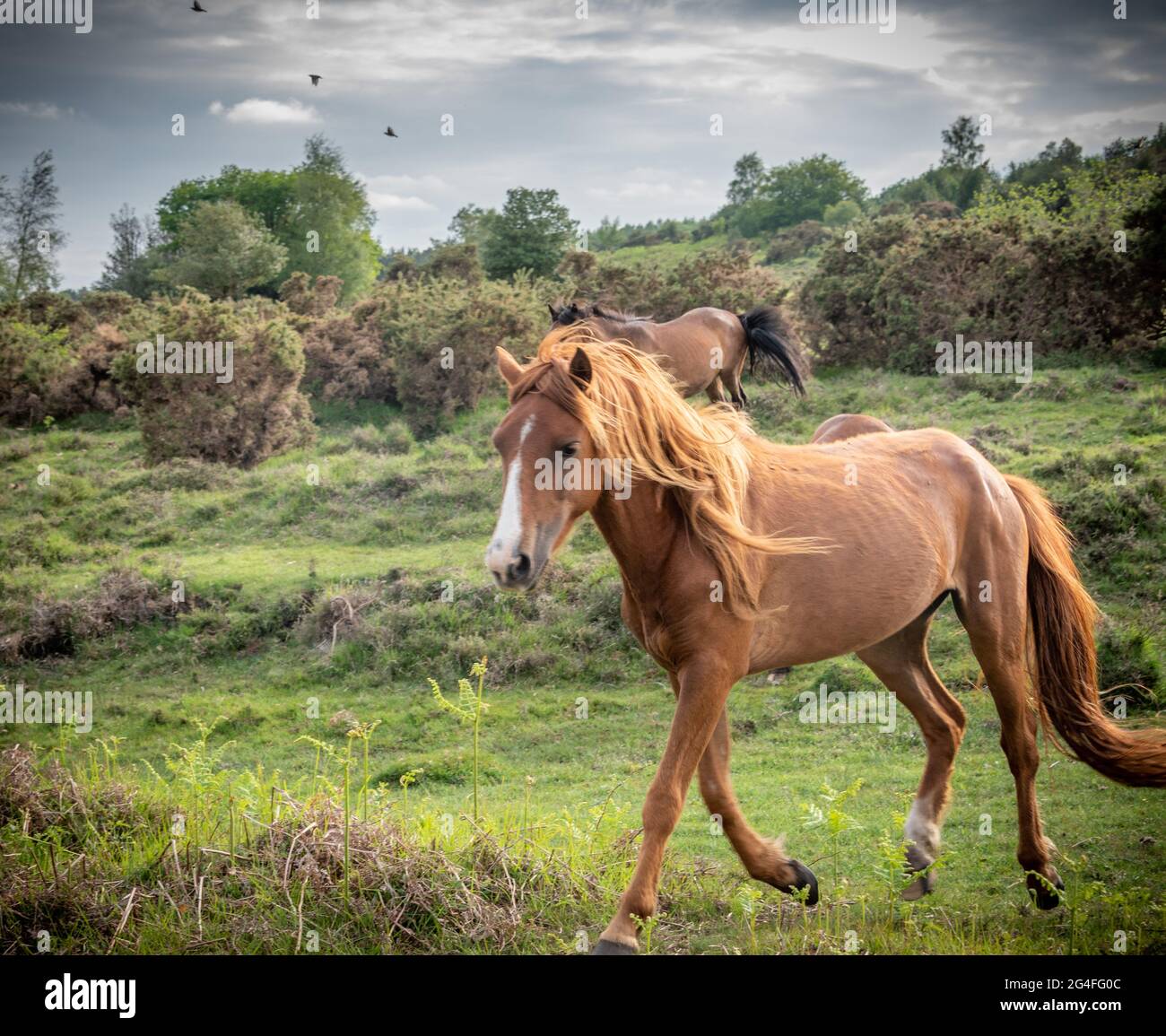 Beautiful mare hi-res stock photography and images - Alamy