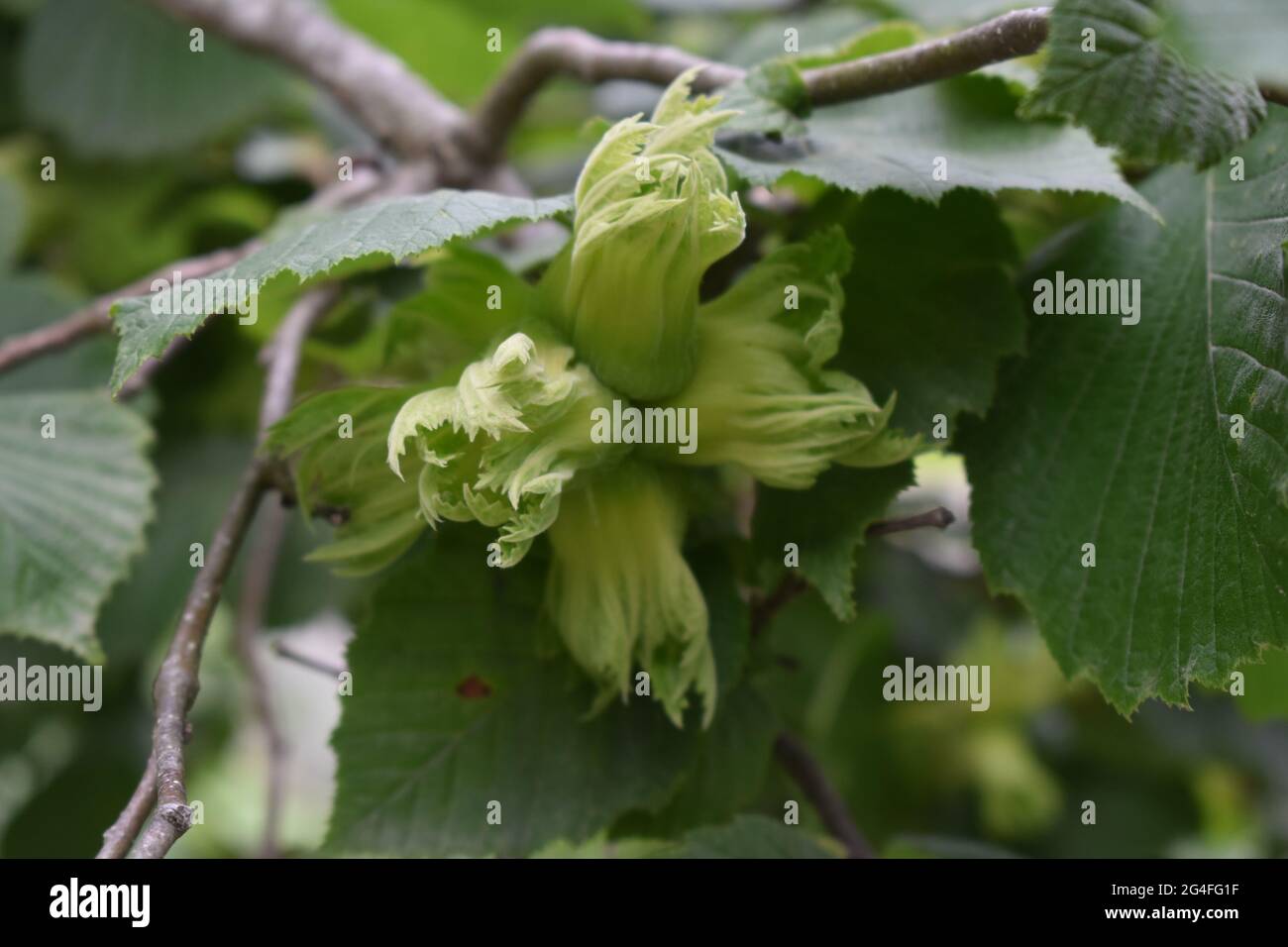 A close-up shot of the ripening fruit and leaves of a hazel tree Stock ...
