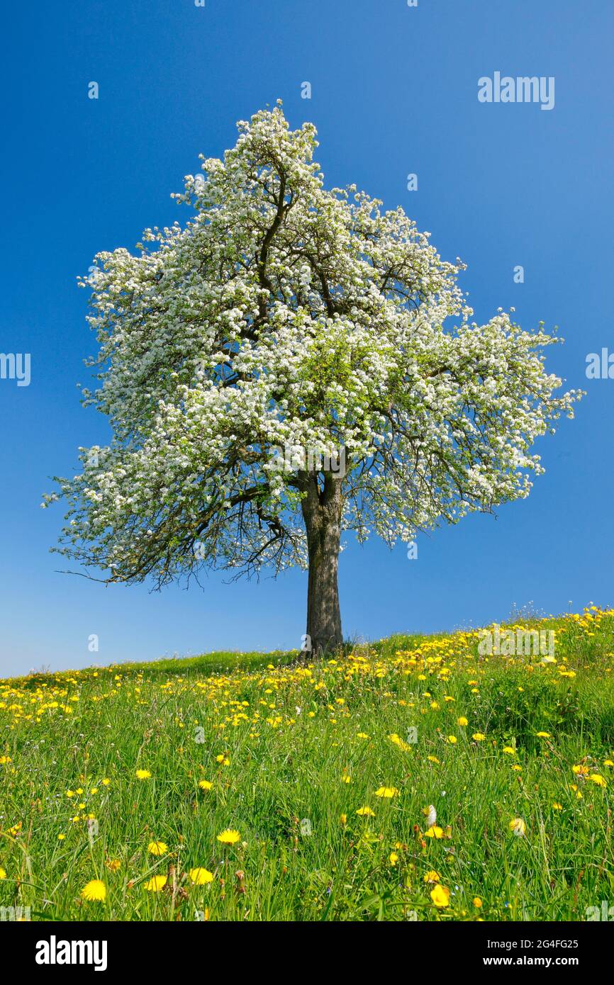 Alone flowering pear tree in spring in flowering meadow, Zurich ...