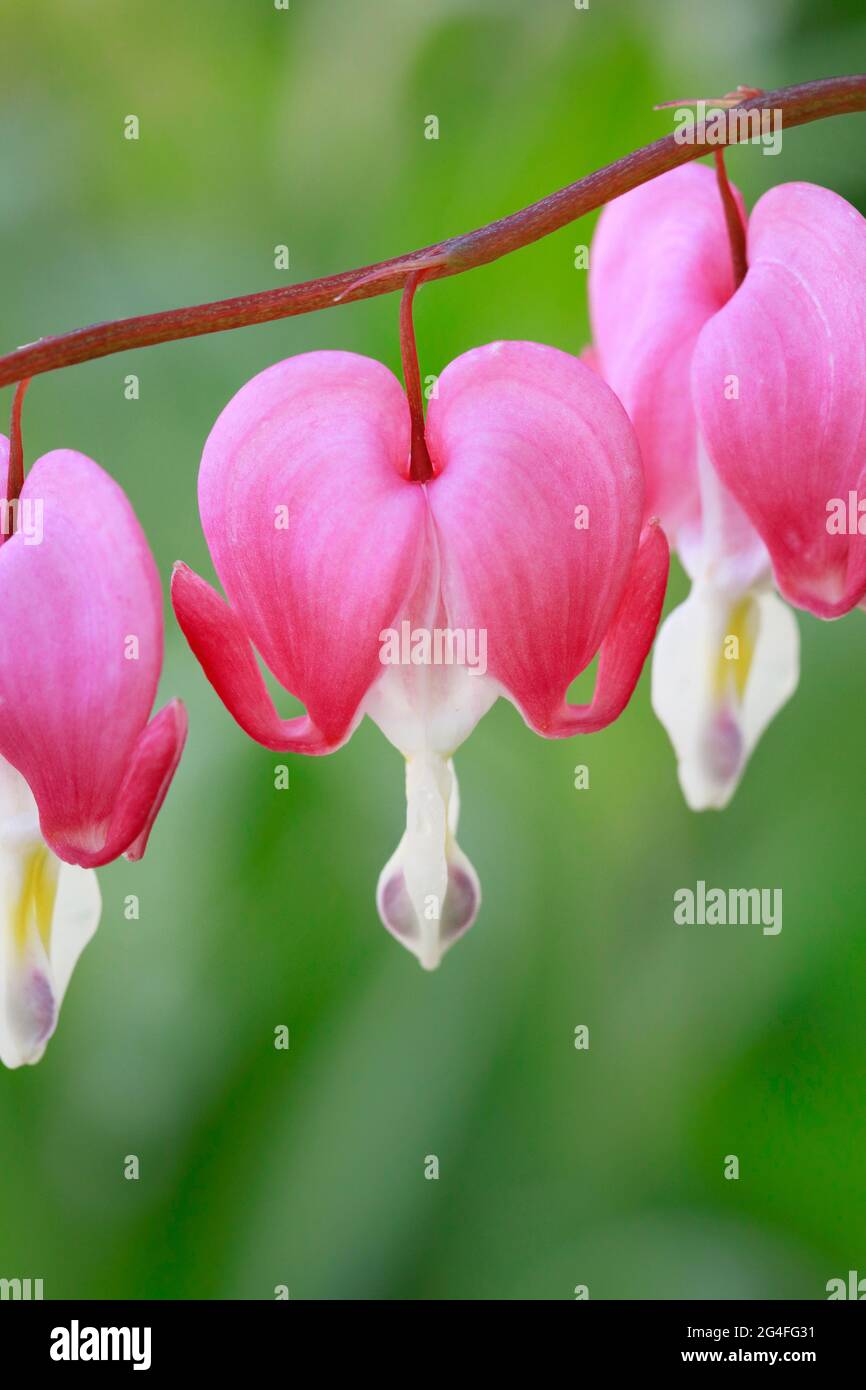 Close-up of the flower of the watering heart (Lamprocapnos spectabilis ...