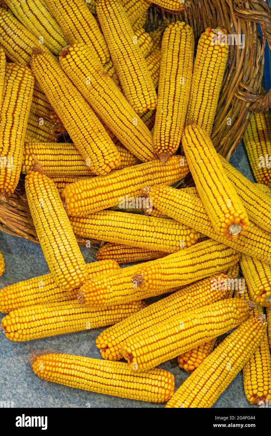 Maize big cob hi-res stock photography and images - Alamy