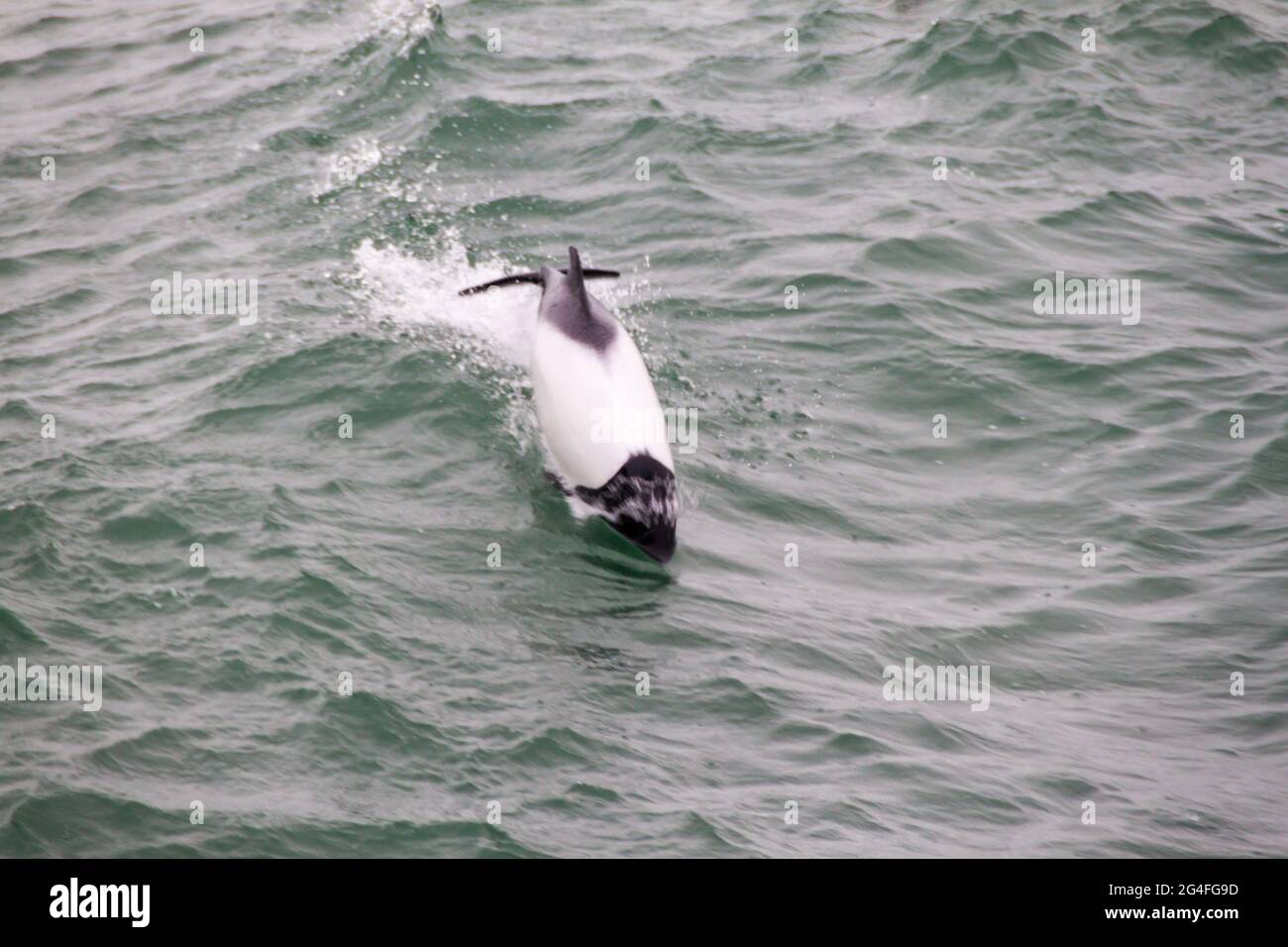 Commerson's dolphin (Cephalorhynchus commersonii) in Magellan Strait ...