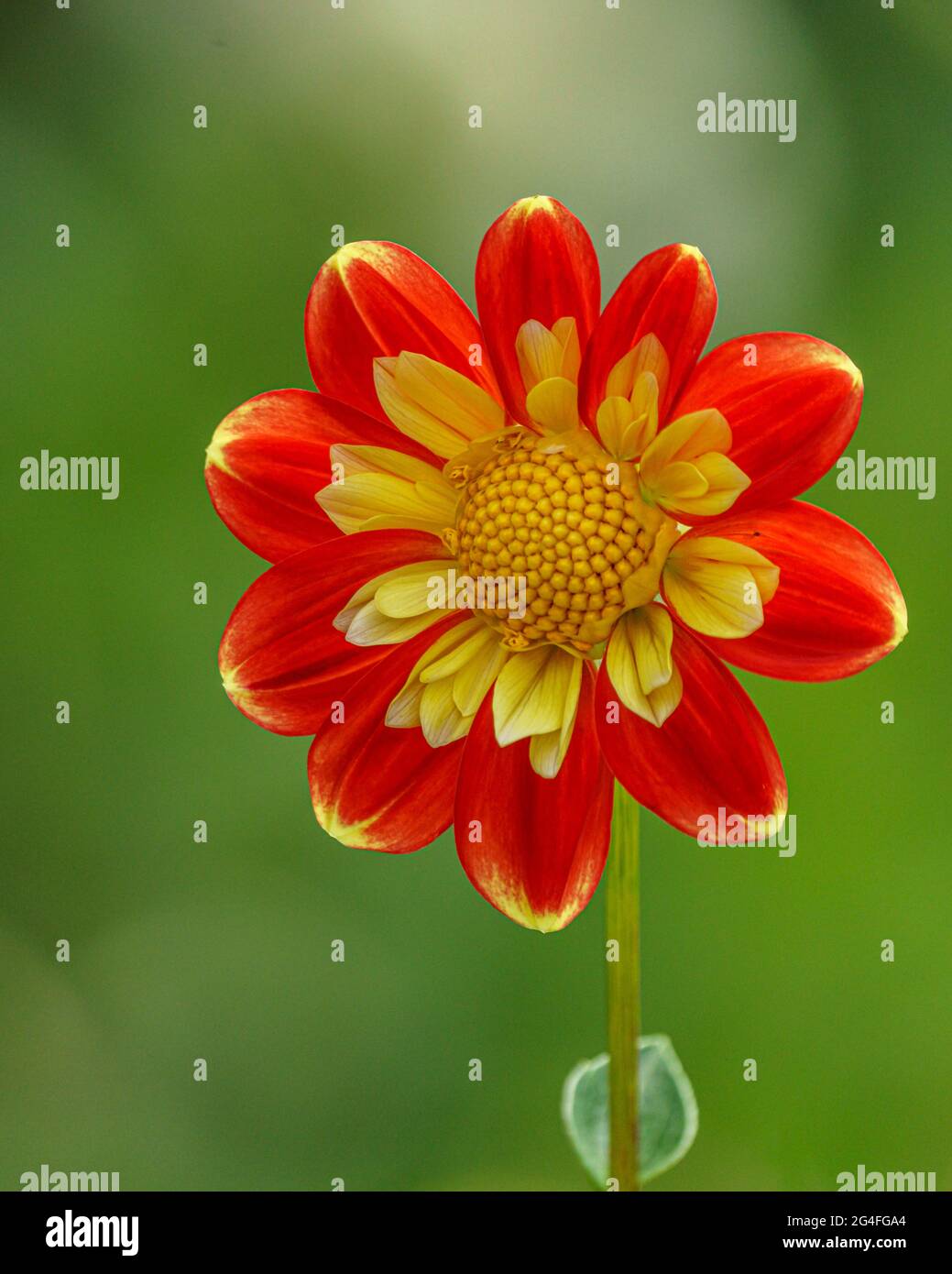 Red and Yellow Collarette Dahlia Flower Stock Photo - Alamy