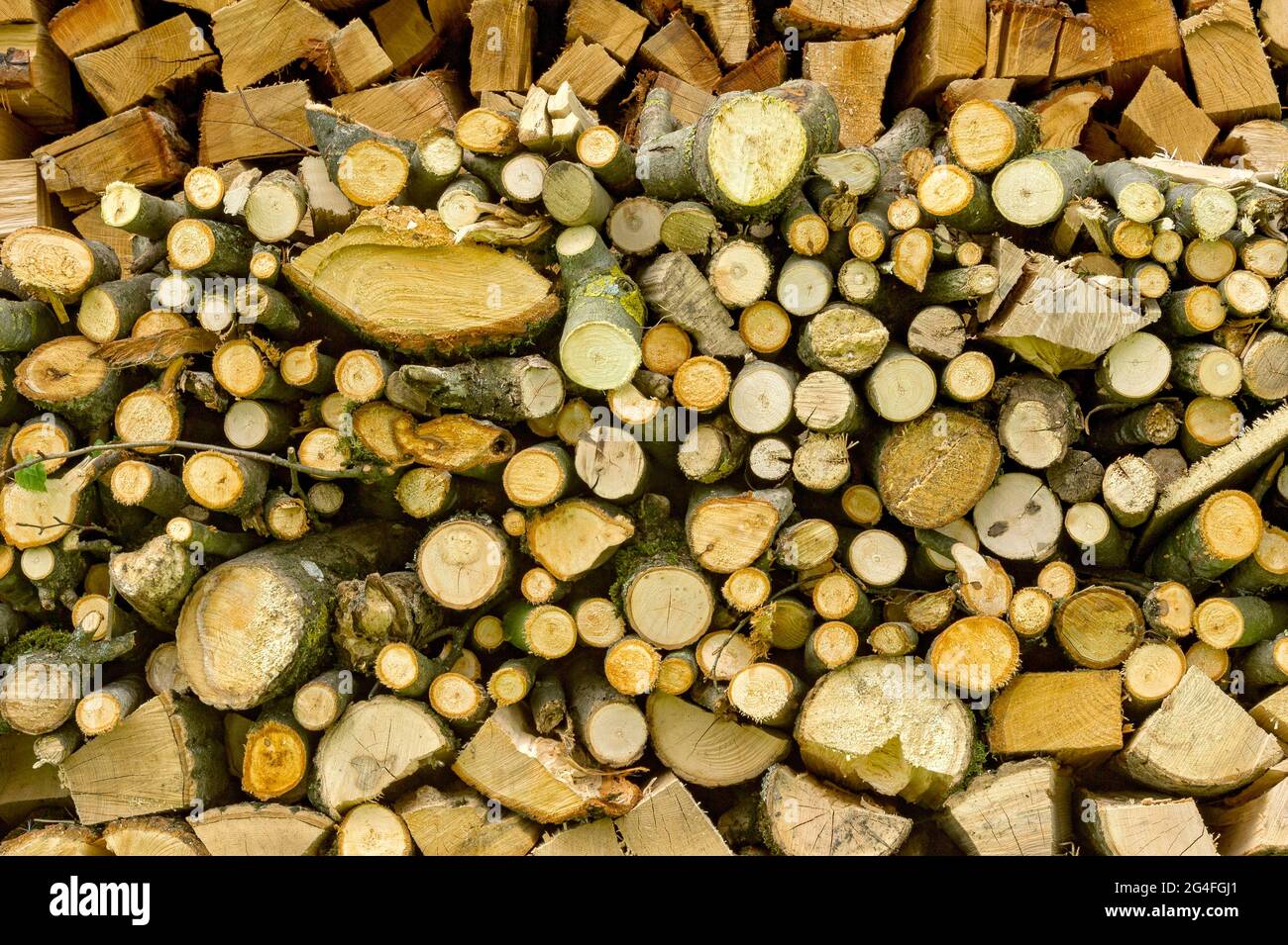 Fresh logs hi-res stock photography and images - Alamy