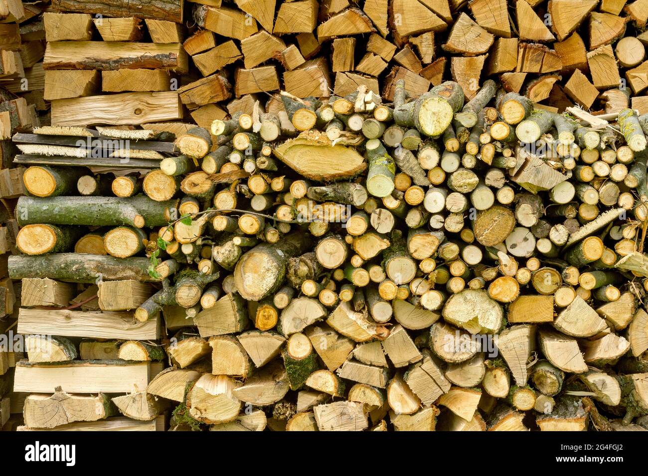 Stacked fresh logs, firewood, wood stack stabilized against collapse ...