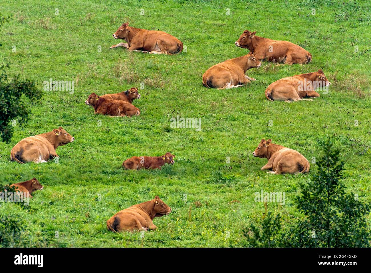 Cows, domestic cattle (Bos taurus) of the hornless breed Deutsch Angus ...