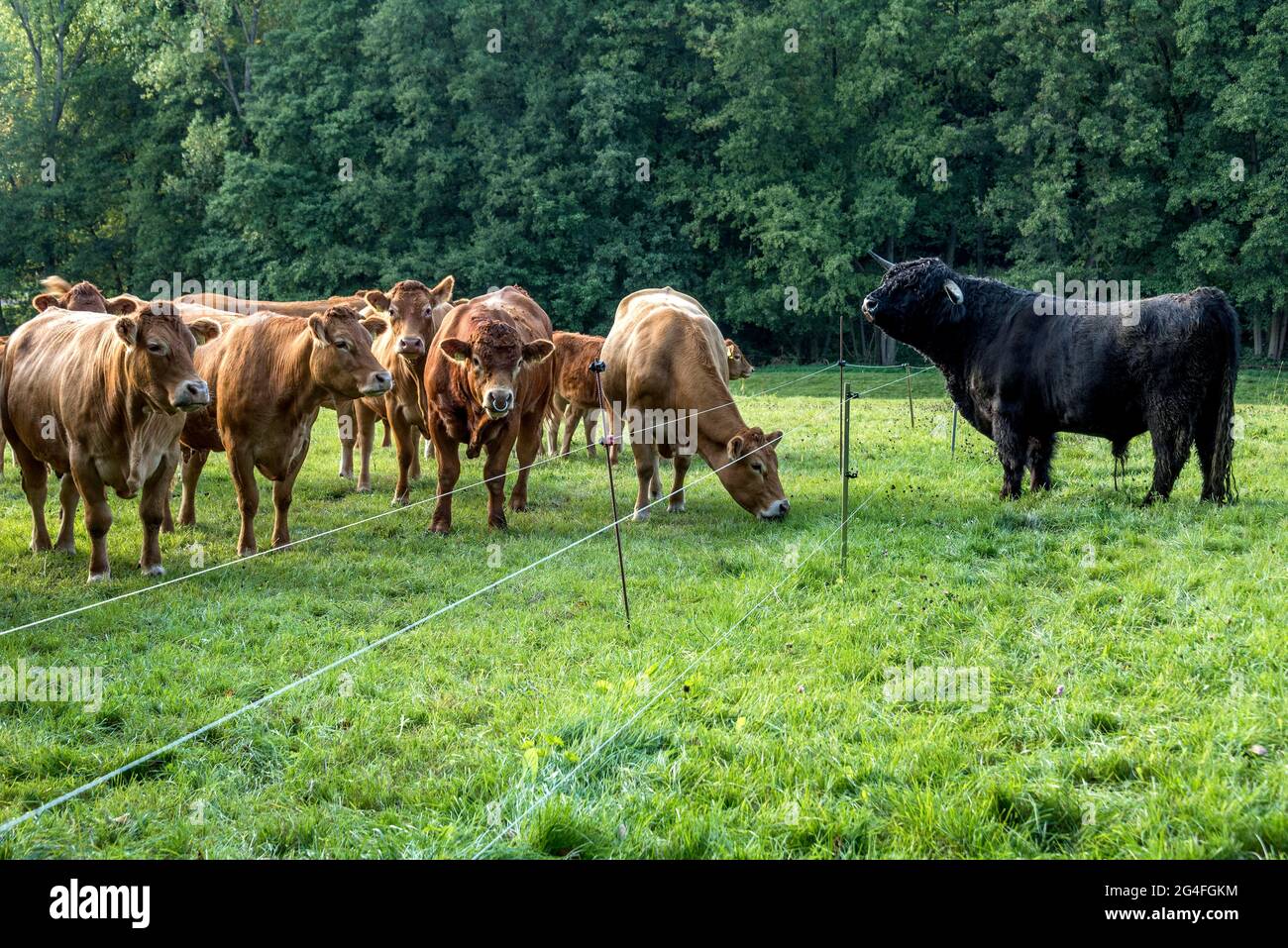 Angus cattle bos primigenius f taurus hi-res stock photography and ...