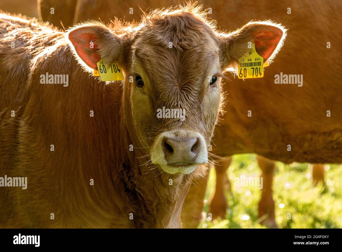 Domestic Cattle (Bos taurus) of the hornless breed Deutsch Angus, calf ...