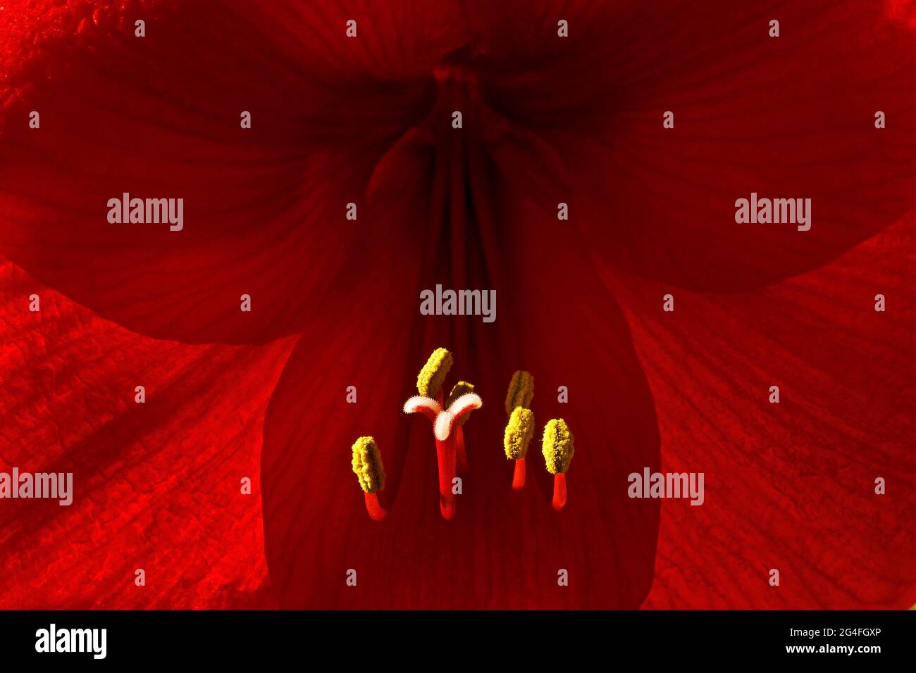 Red pistils hi-res stock photography and images - Alamy
