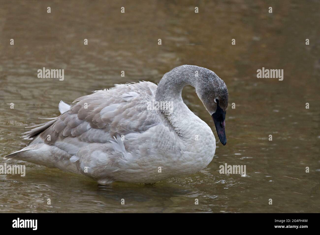 A Juvenile Trumpeter Swan, Cygnus buccinator, close up view Stock Photo ...