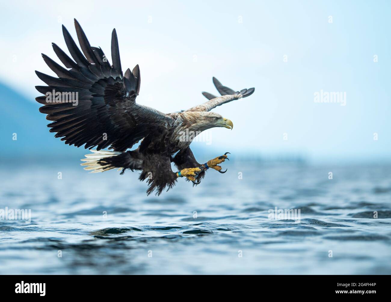 The victorious bird continues to hunt as it hovered above the ...