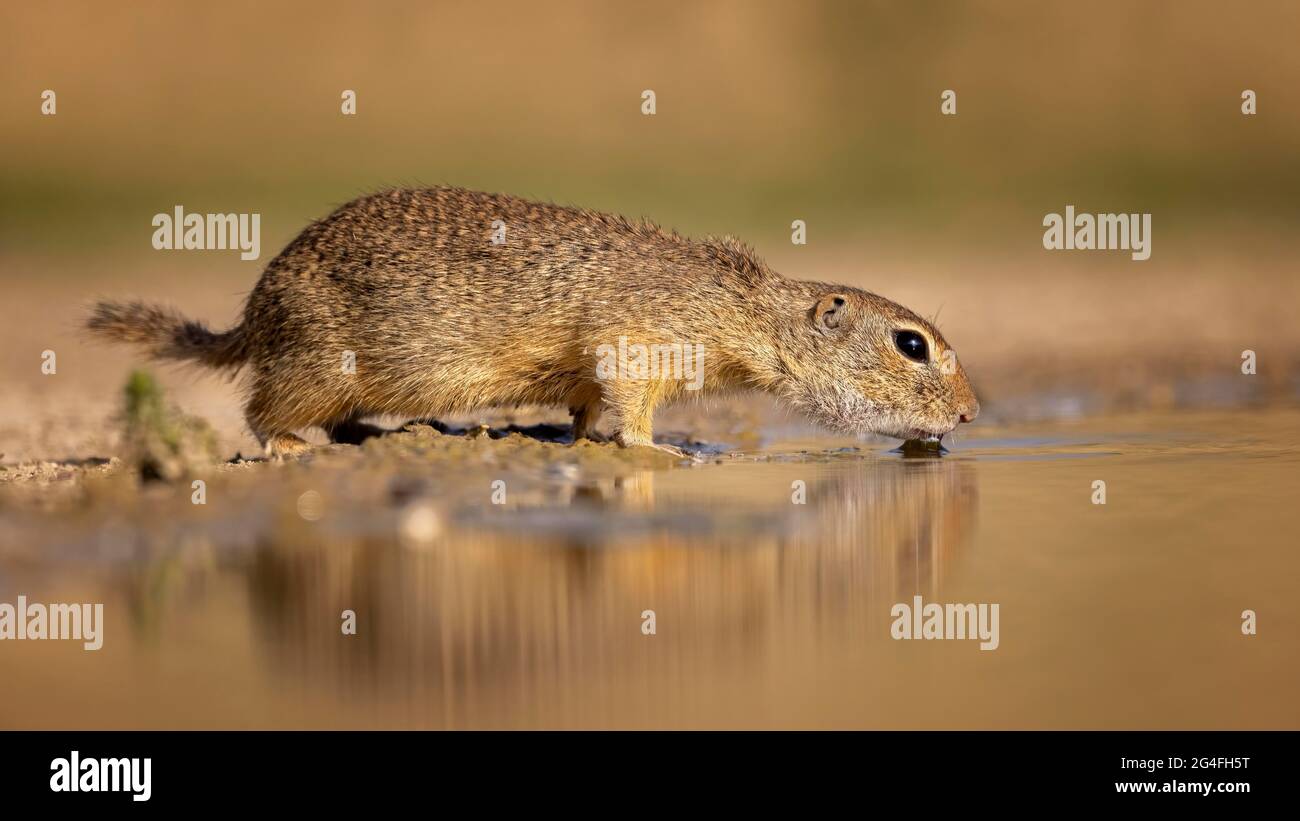European gopher (Spermophilus citellus) drinking, Kiskunsag National ...