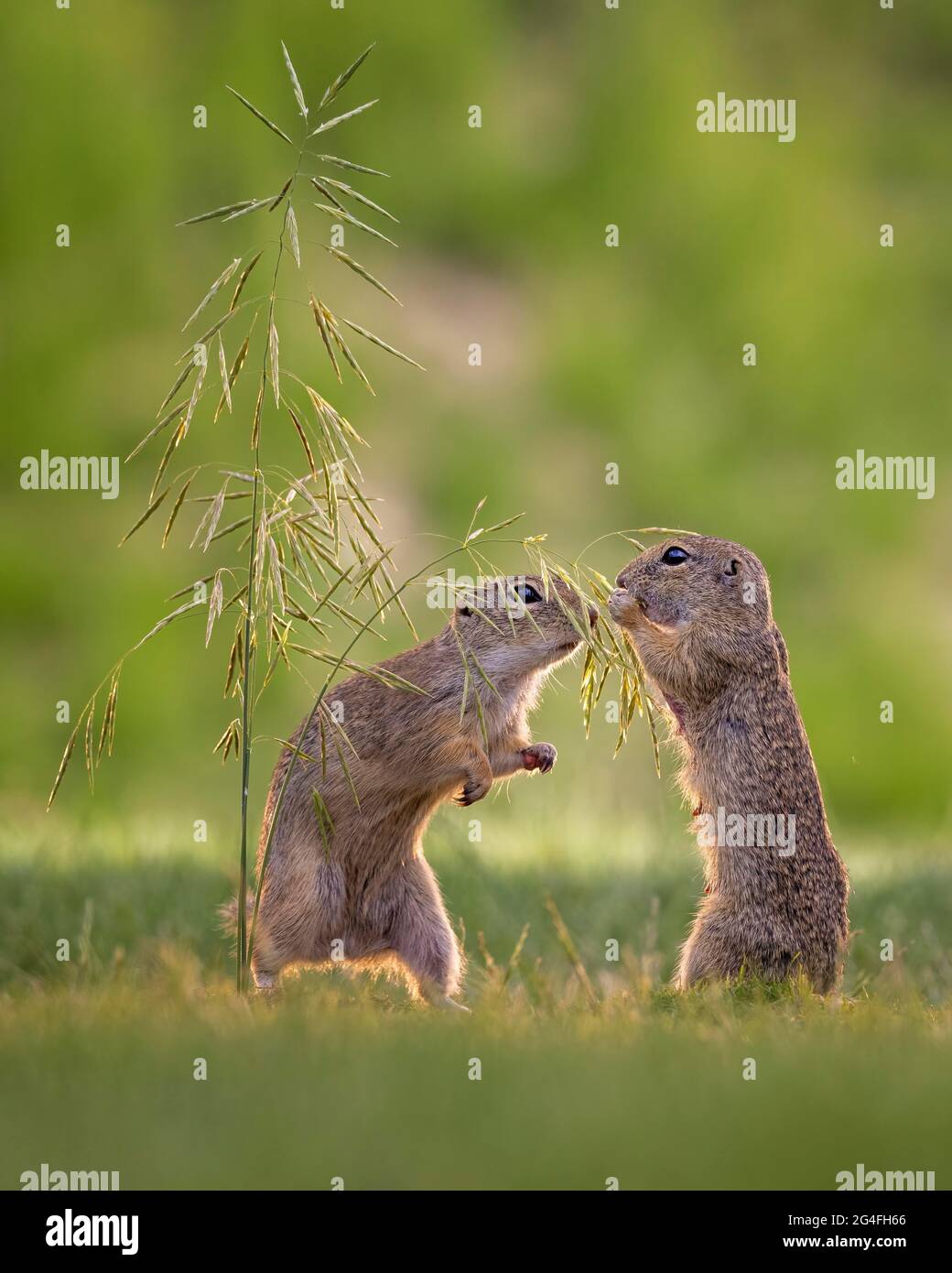 European gopher (Spermophilus citellus) feeding on wild oats, pair ...