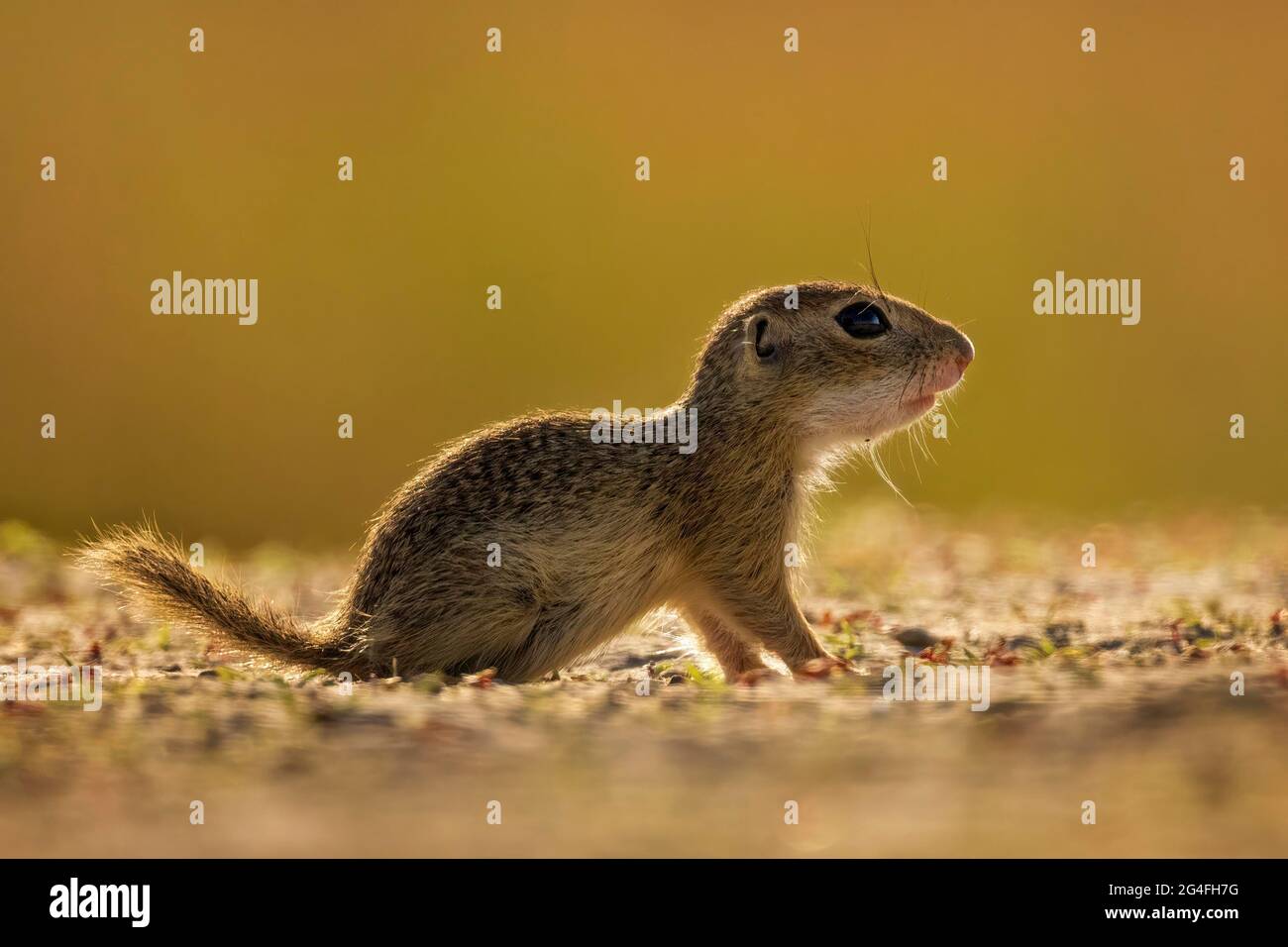 European gopher (Spermophilus citellus) juvenile in sunset, Kiskunsag ...