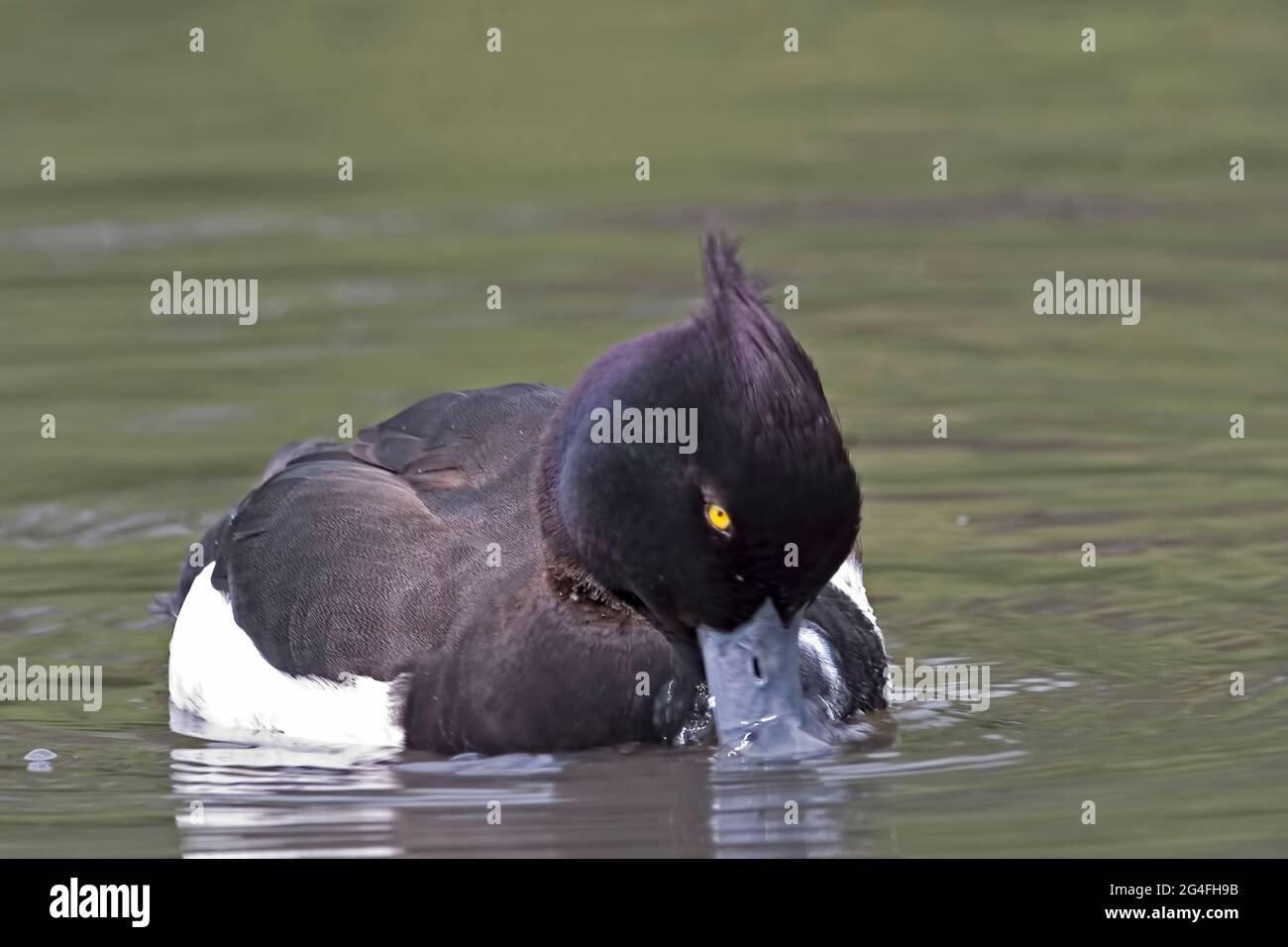 Ducks dipping in water hi-res stock photography and images - Alamy