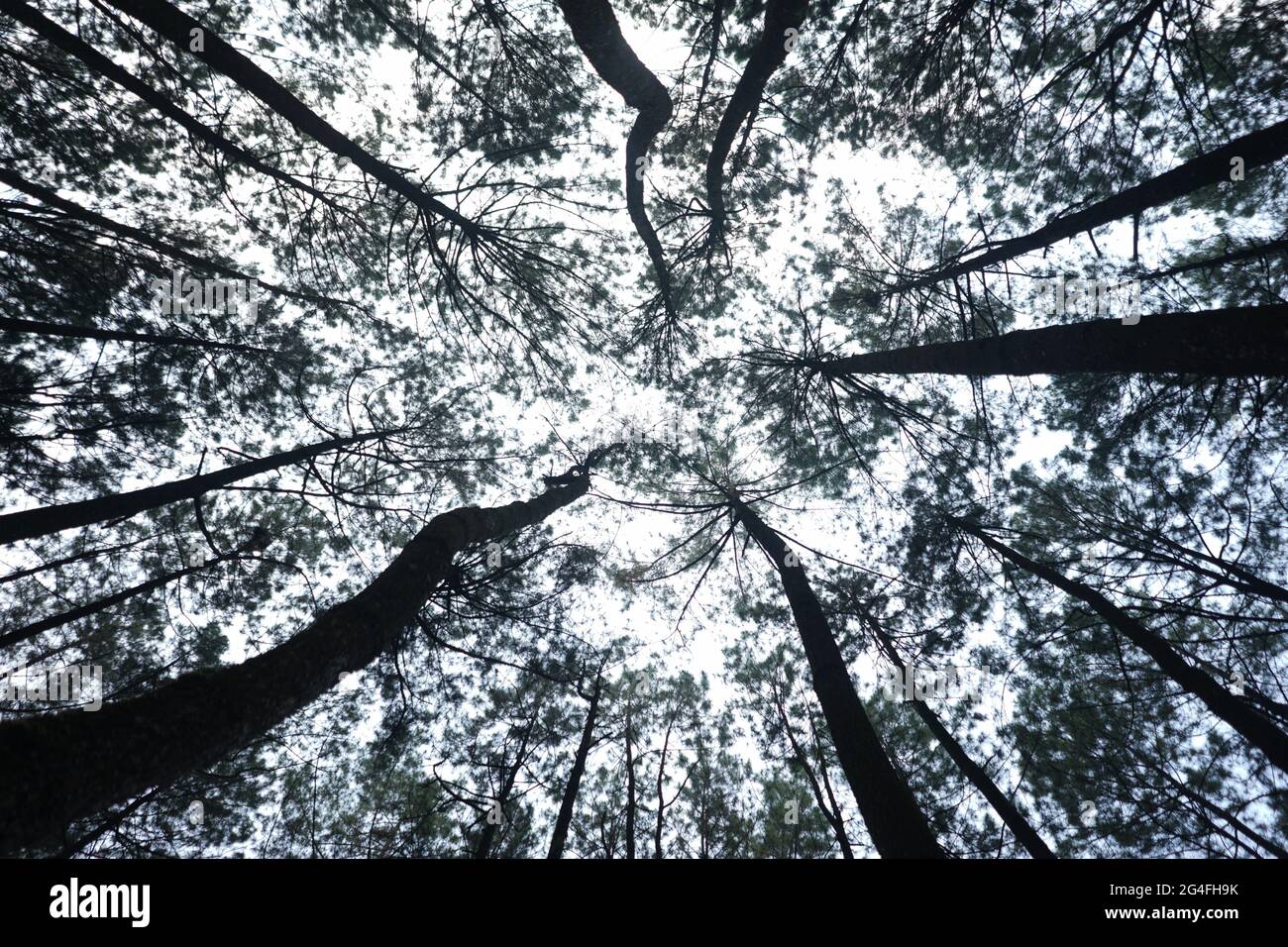 Treetops in the middle of the forest Stock Photo - Alamy