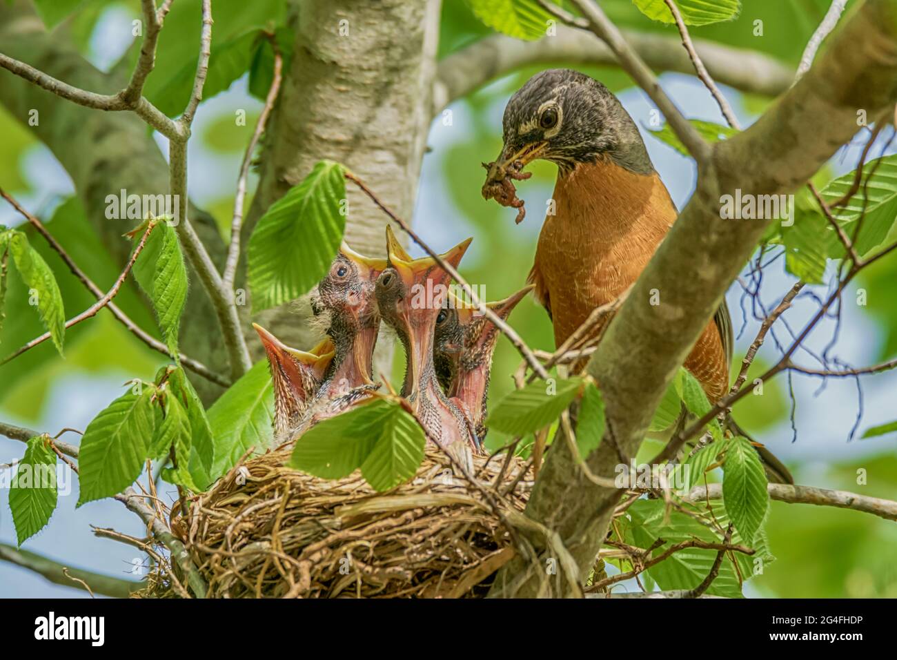 Robin feeding worms to youngsters in nest Stock Photo - Alamy