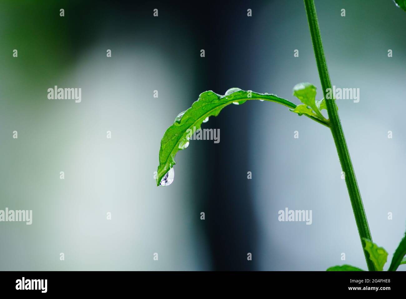 A drop of water at the tip of a leaf Stock Photo - Alamy