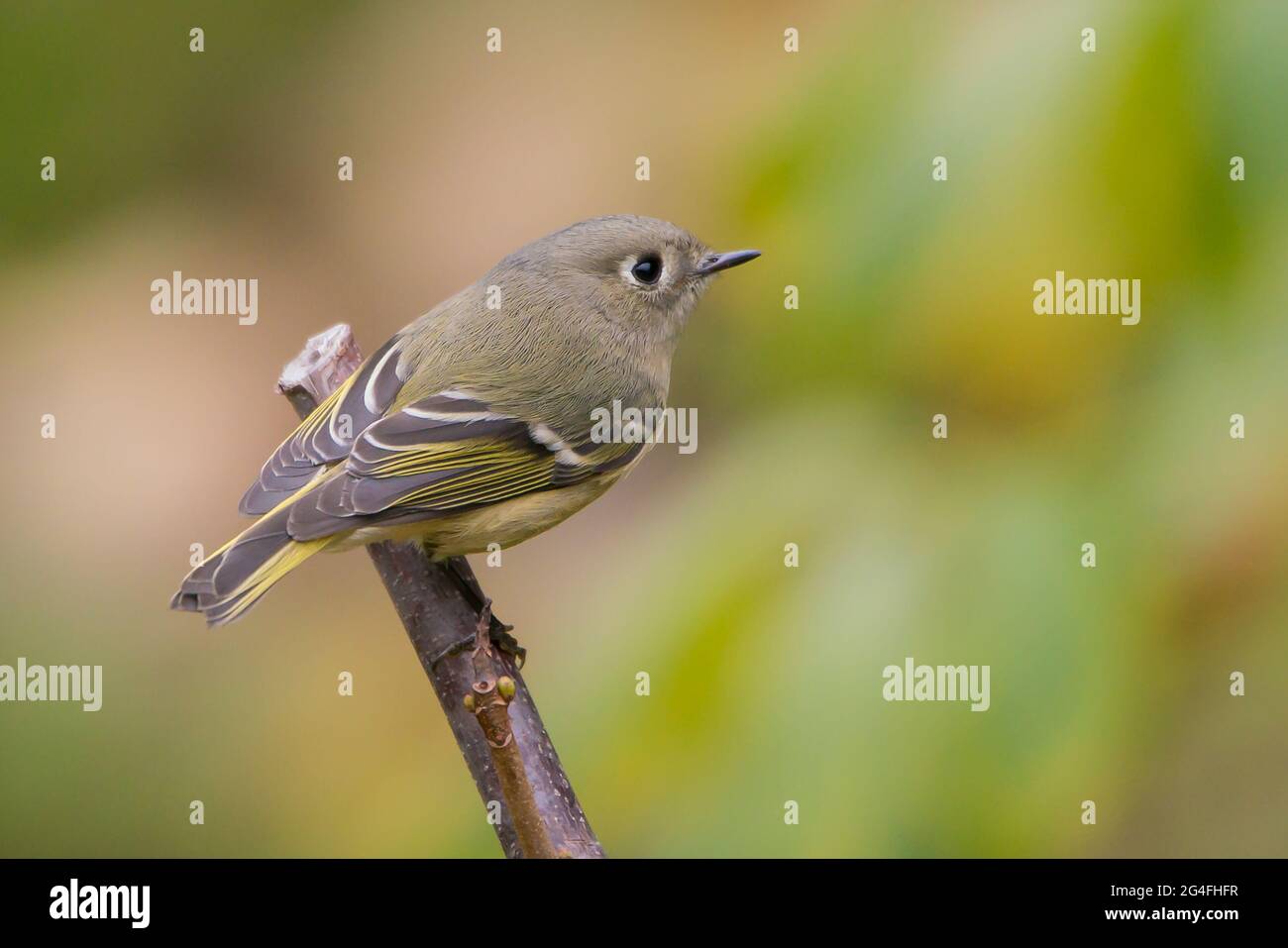 Ruby crowned kinglet female hi-res stock photography and images - Alamy