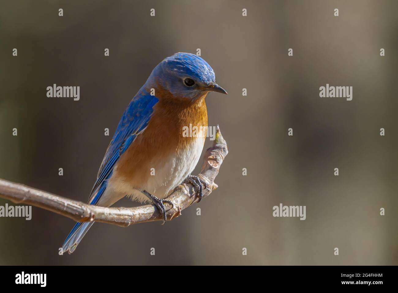 Male Eastern Bluebird perched on tree branch Stock Photo - Alamy