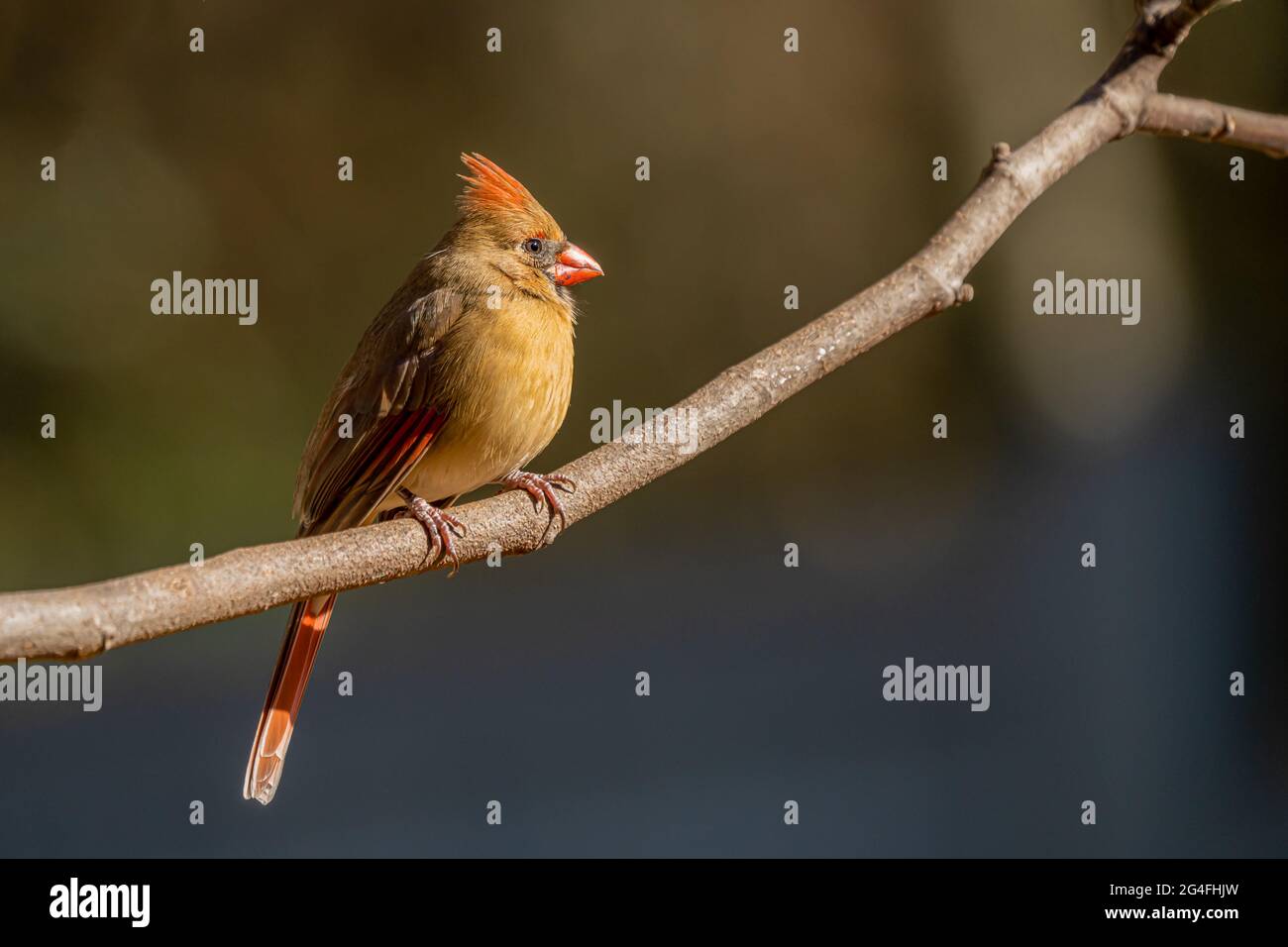 Eastern cardinal hi-res stock photography and images - Alamy