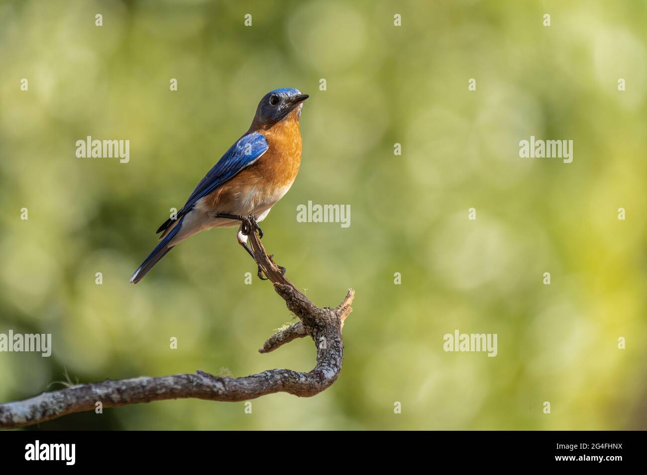 Bluebird perched on tree hi-res stock photography and images - Alamy