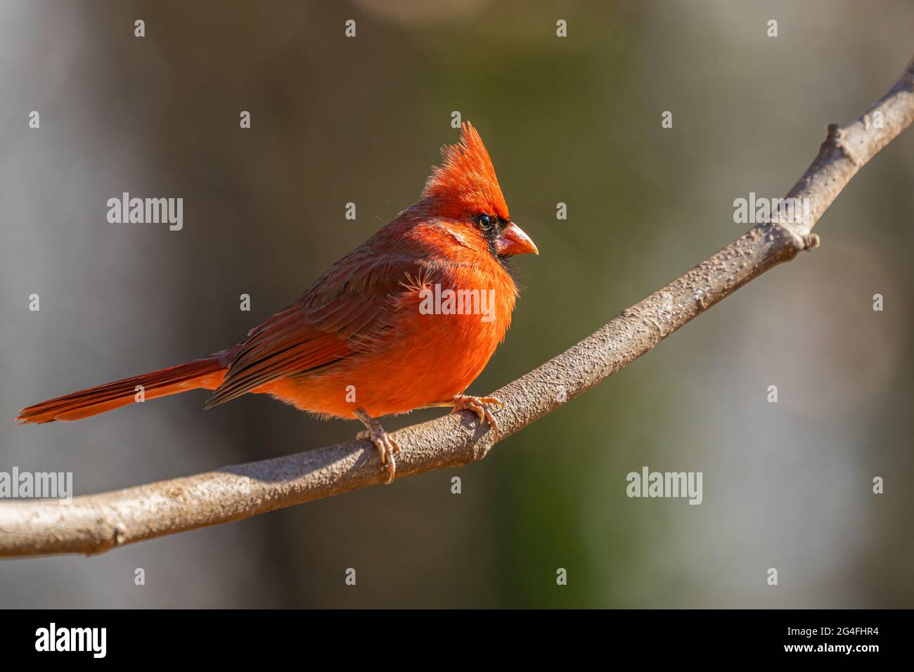 Male Northern Cardinal perched on tree branch Stock Photo - Alamy