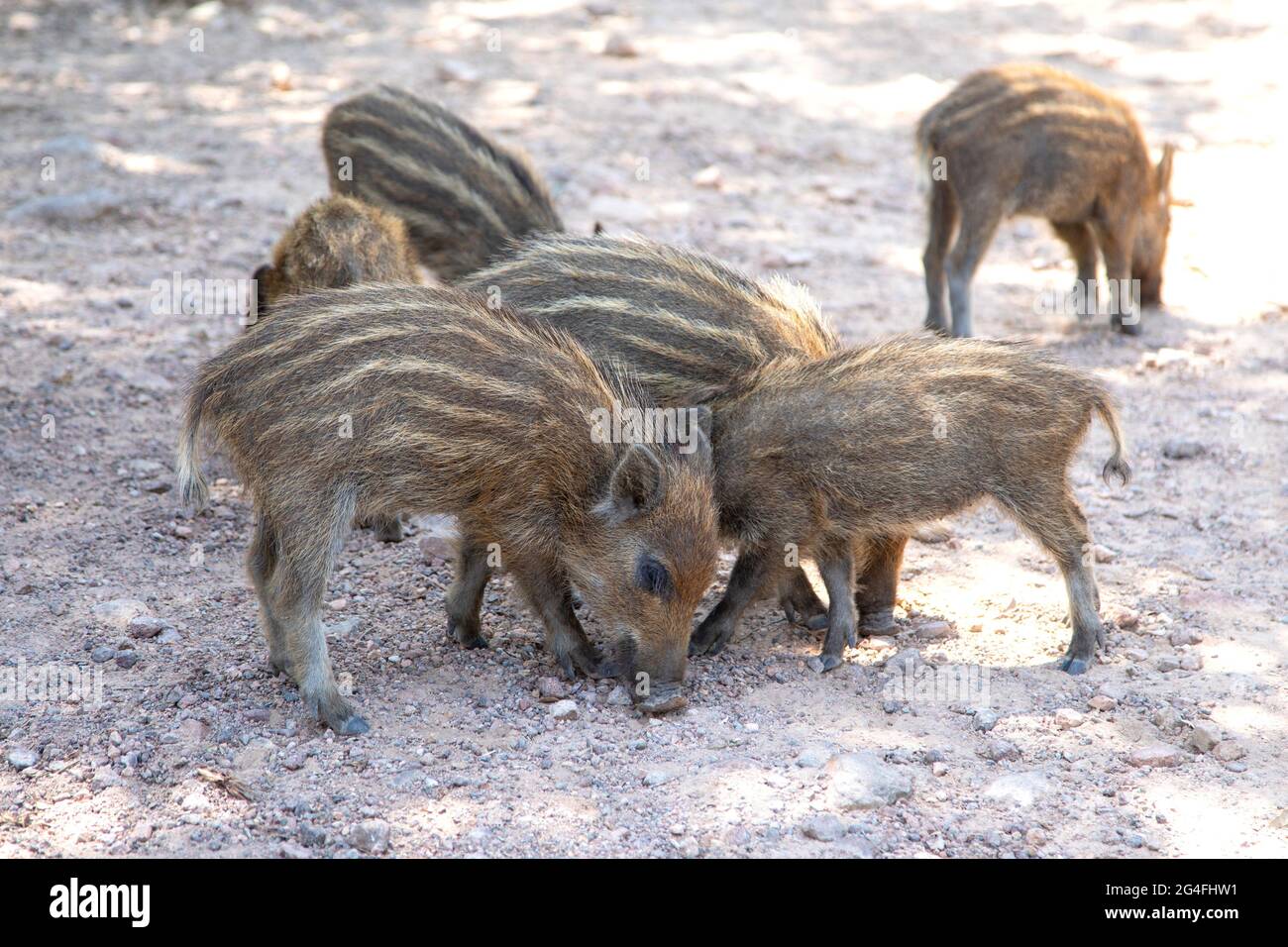 Baby Wild Boar High Resolution Stock Photography and Images - Alamy