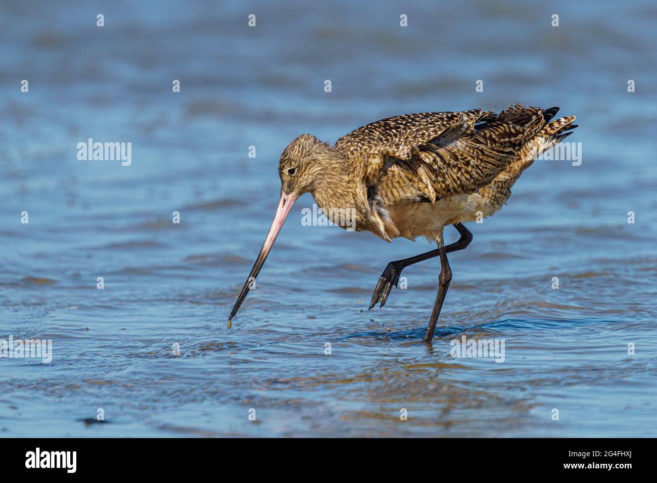 Marbled Godwit wading in shallow water hunting for food Stock Photo - Alamy