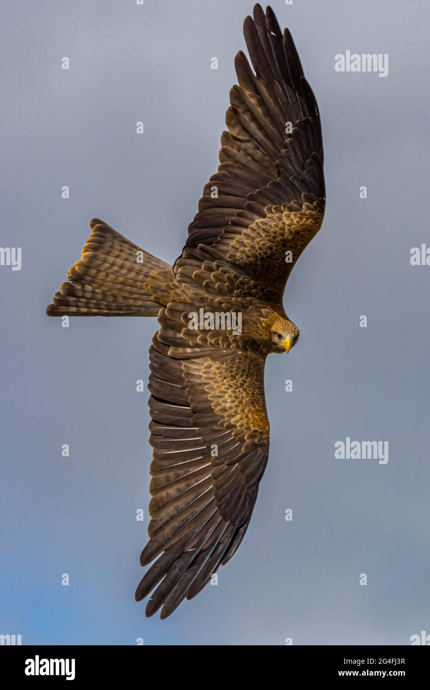 Yellow Billed Kite in flight Stock Photo - Alamy