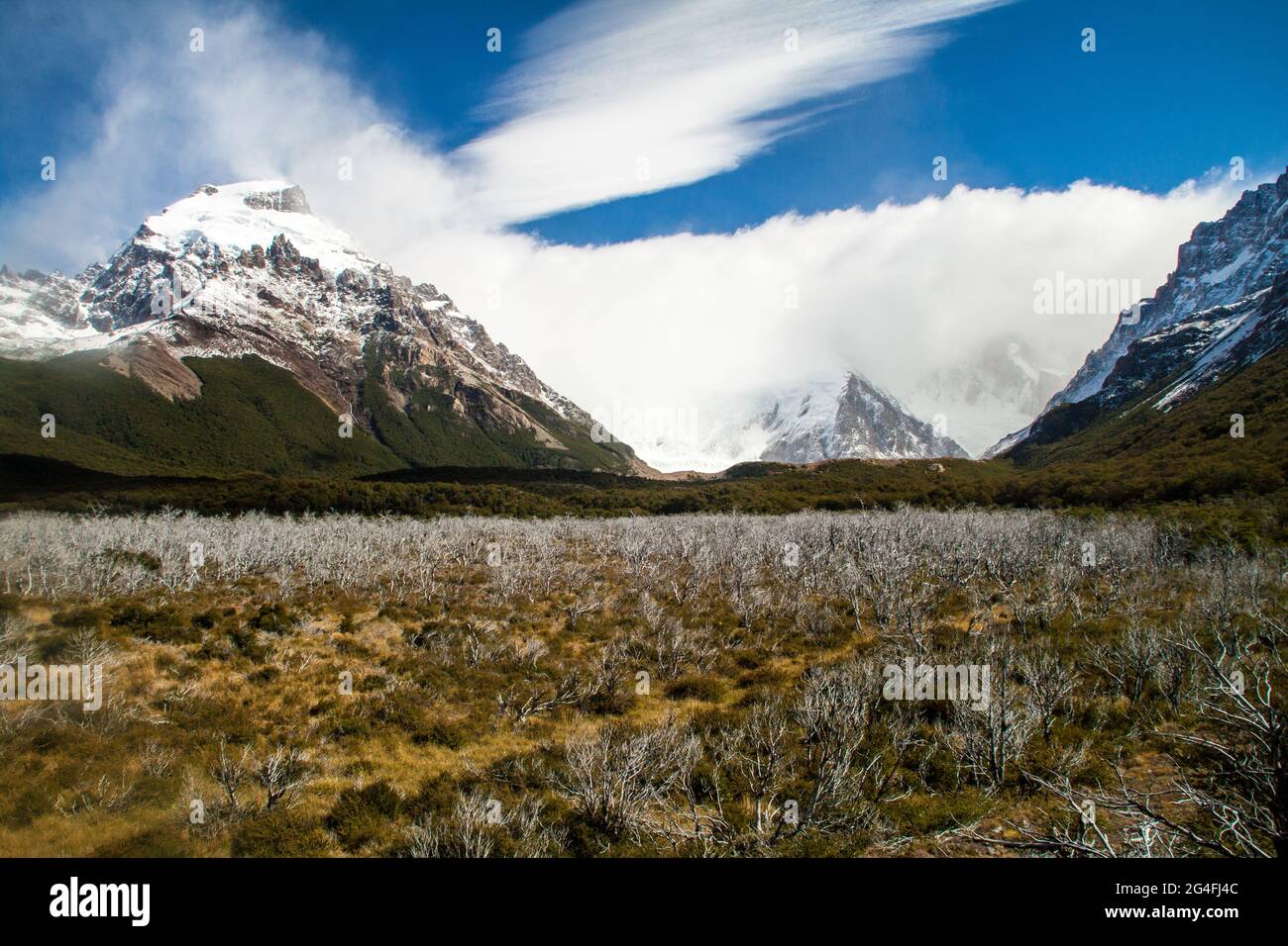 Dead forest in valley of Rio Fitz Roy river in National Park Los ...