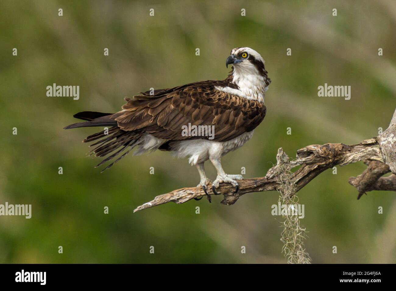 An adult osprey hi-res stock photography and images - Alamy
