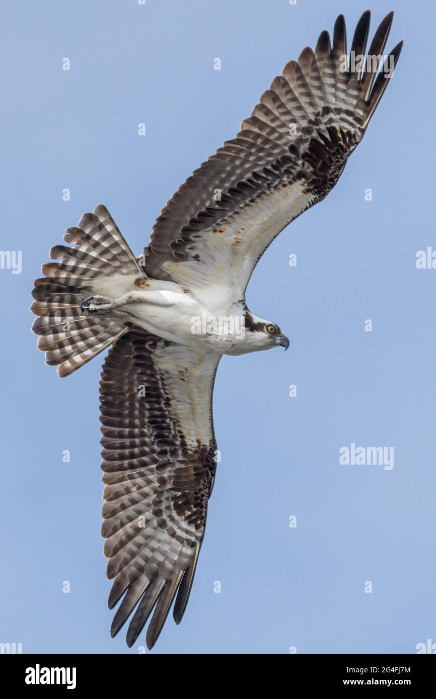 Adult Osprey in flight Stock Photo - Alamy