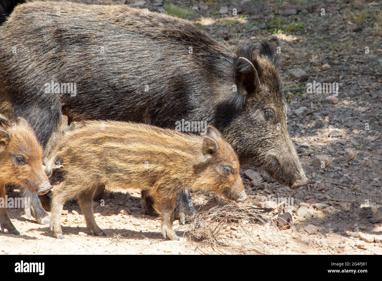 Family of wild boar in the "Massif de l'Esterel" near Saint Raphael on ...