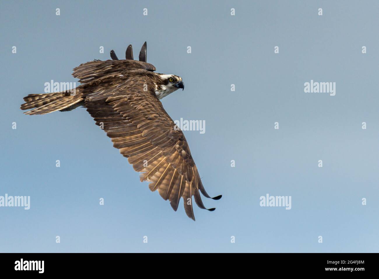 Adult osprey hi-res stock photography and images - Alamy