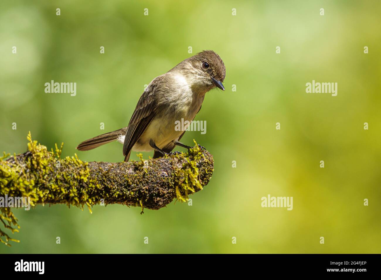Eastern Phoebe perched on moss covered branch Stock Photo - Alamy