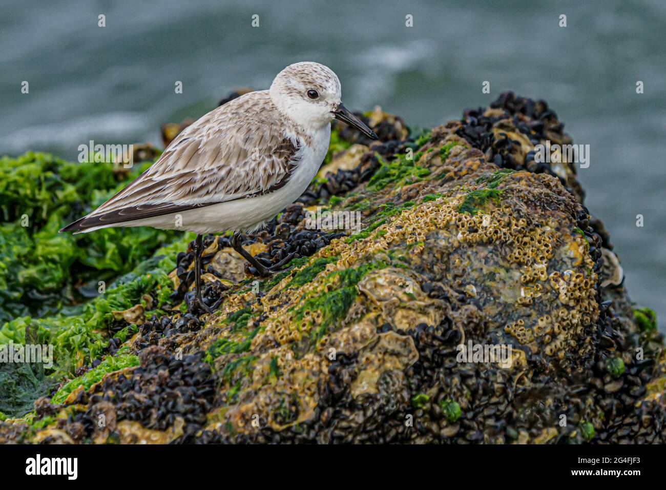 Non-breeding Sanderling feeding on algae on rock at low tide Stock ...