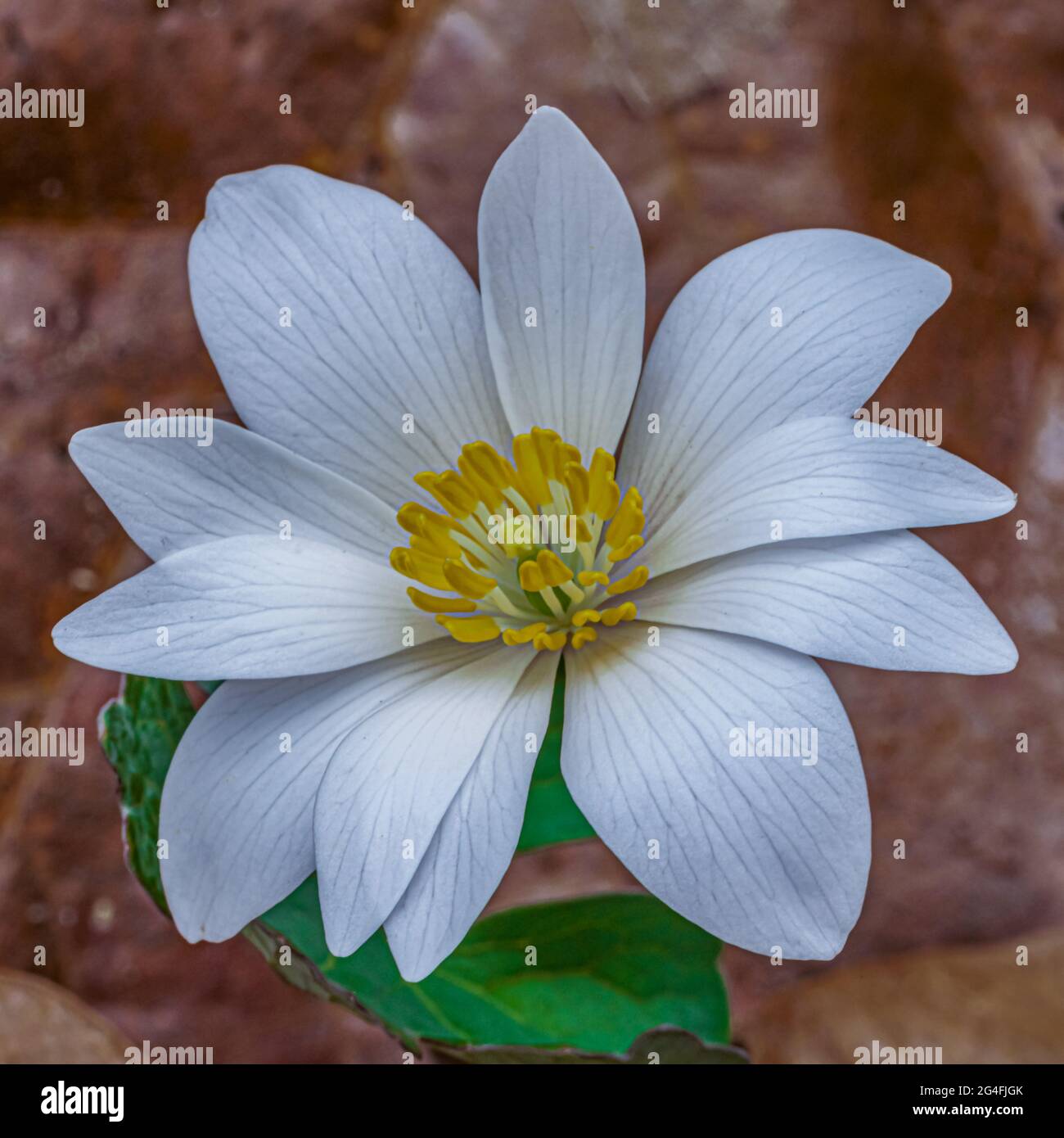 Nine times preserve hi-res stock photography and images - Alamy