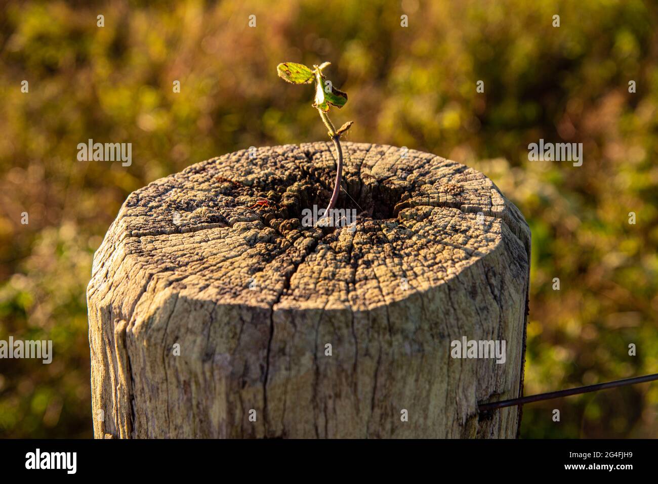 Plant germinating on a rural property fence post. Nature and biology ...