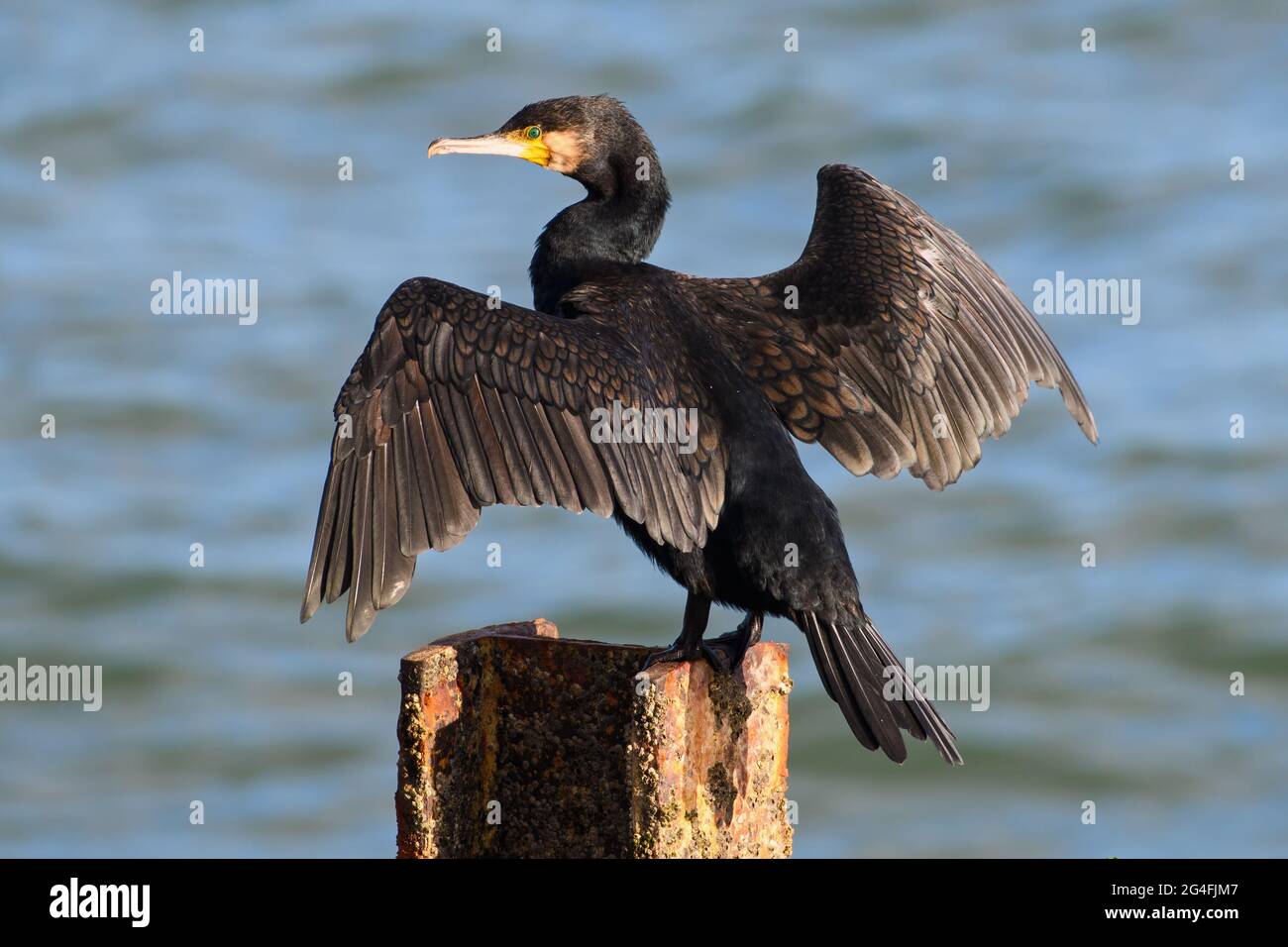 Bird drying its wings hi-res stock photography and images - Alamy