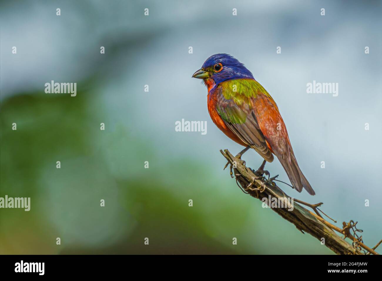 Painted Bunting sitting on tree branch Stock Photo - Alamy