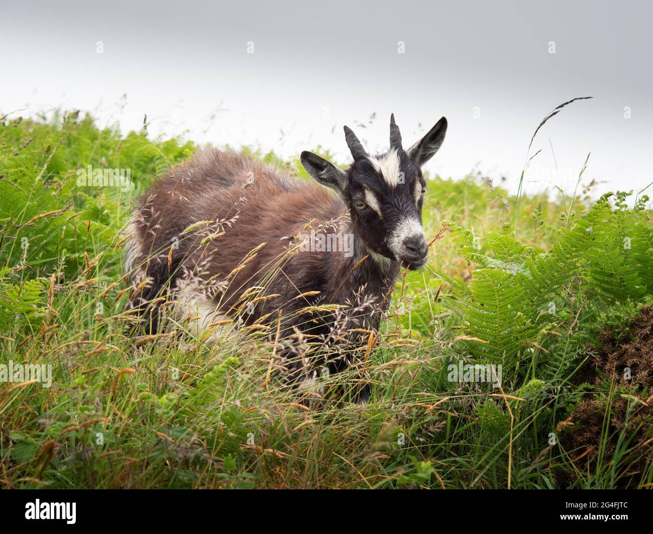 Closeup of feral baby goat kid in the Valley of Rocks, near Lynton ...